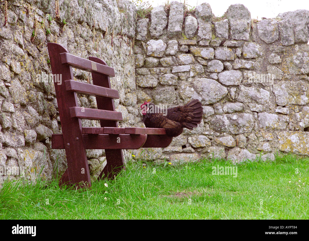 Black chicken sitting on bench on Lundy Island Bristol Channel England ...