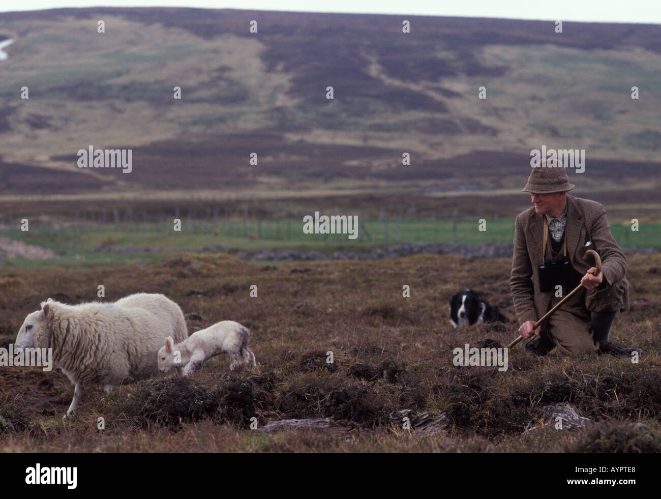 Shepherd and dog scotland hi-res stock photography and images - Alamy