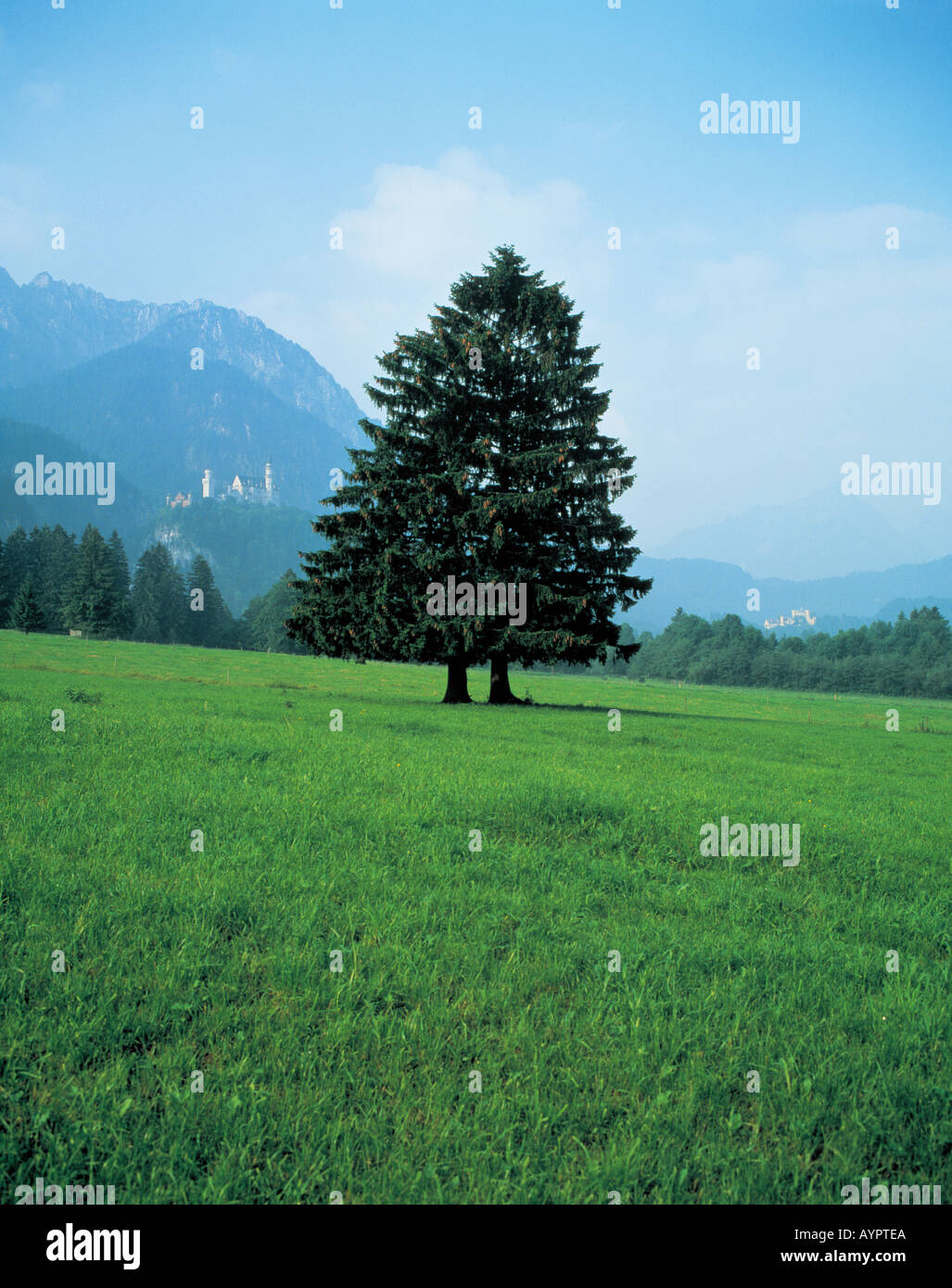 Pine Tree with Grass Stock Photo - Alamy