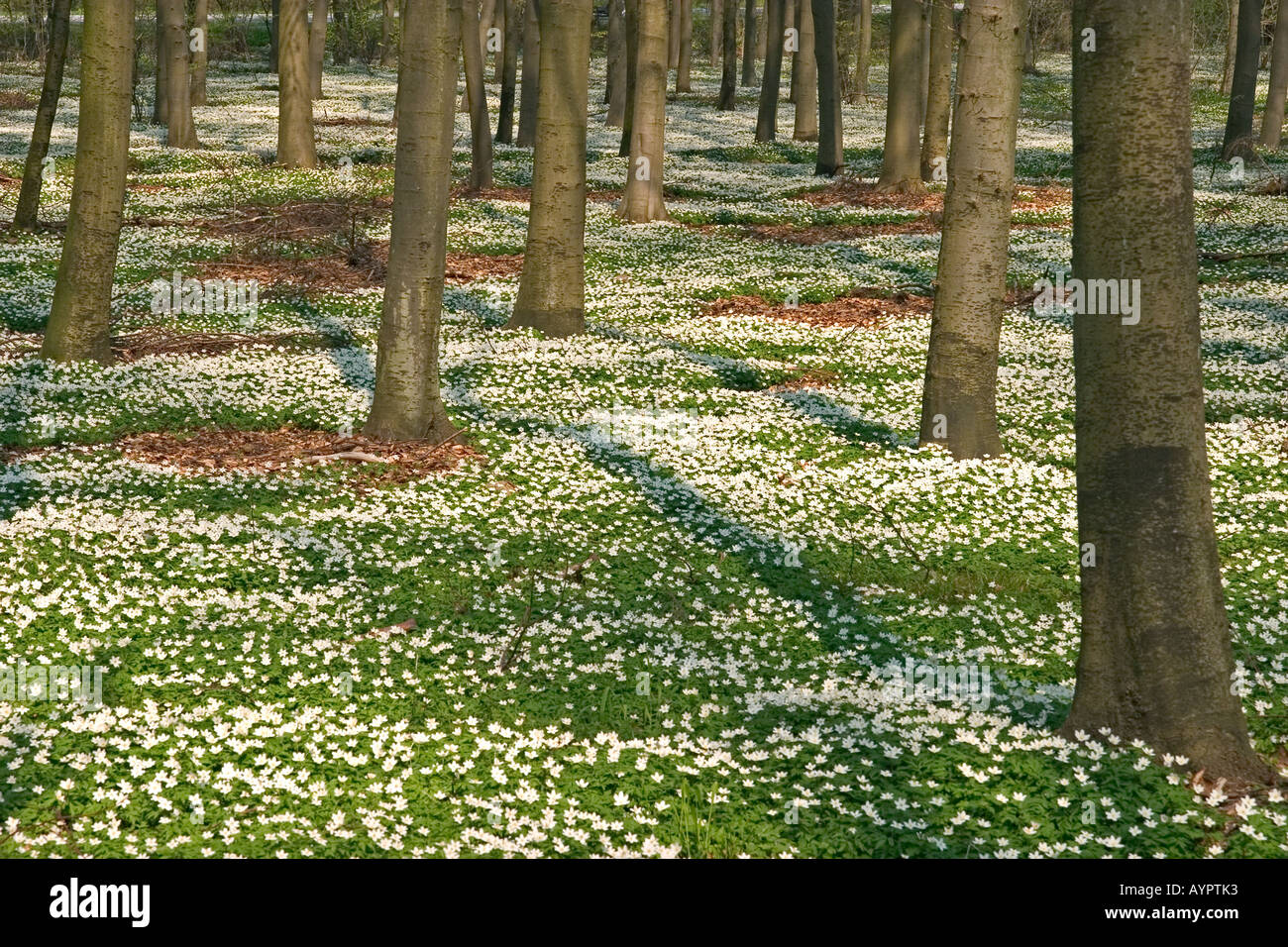 Spring Forest floor carped with wood anemones - Vallø Forest - Denmark ...