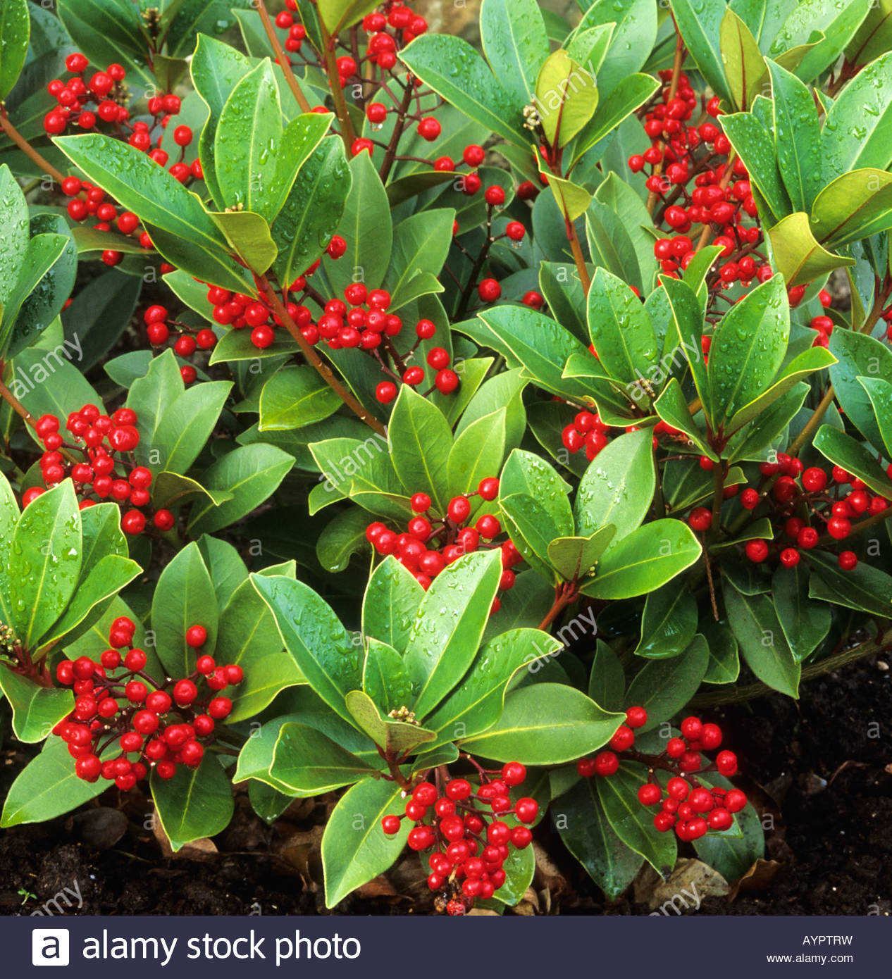 Skimmia Reevesiana Stock Photos & Skimmia Reevesiana Stock Images - Alamy