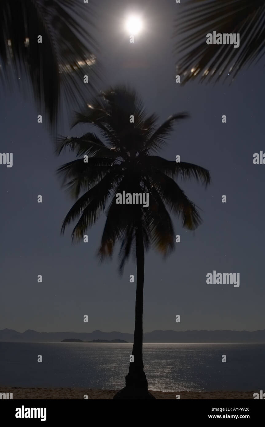 Palm Trees in the Moonlight Stock Photo - Alamy