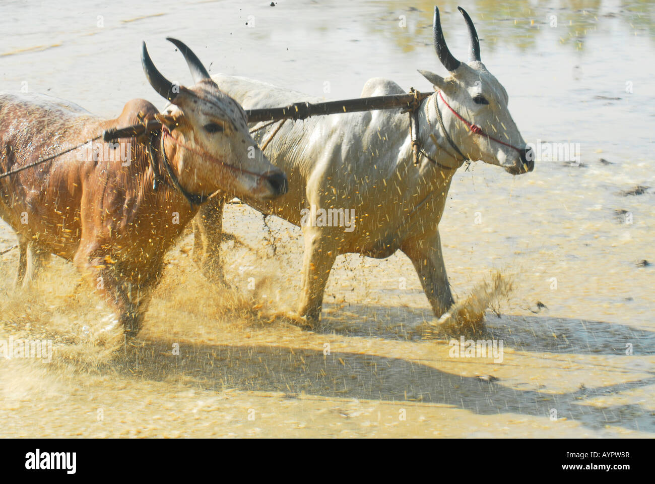 A pair of bulls in a race Stock Photo - Alamy