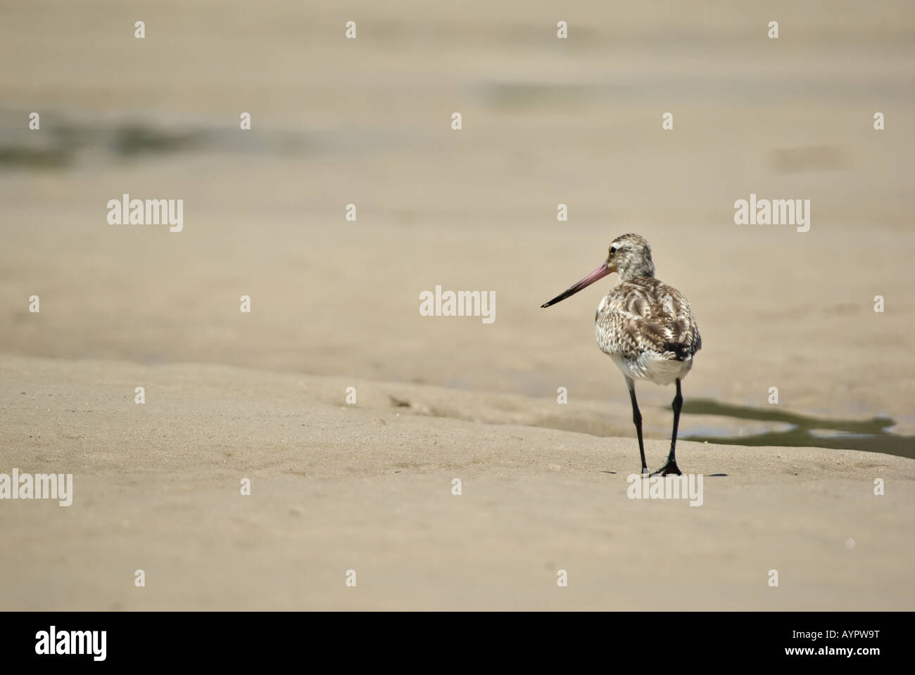 sand piper walks away narrow dof only head in focus Stock Photo - Alamy