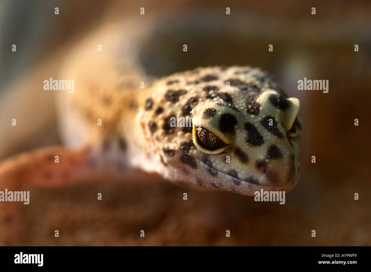 Leopard Gecko (Eublepharis Macularis Stock Photo - Alamy