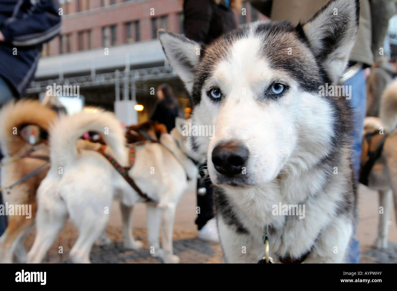 Sled dogs at Potsdamer Platz, Berlin, Germany, Europe Stock Photo - Alamy