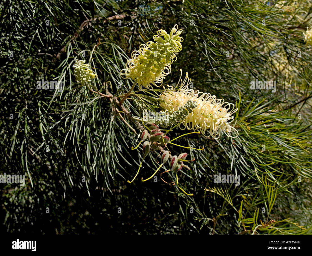 Grevillea flower and seed cases Stock Photo - Alamy