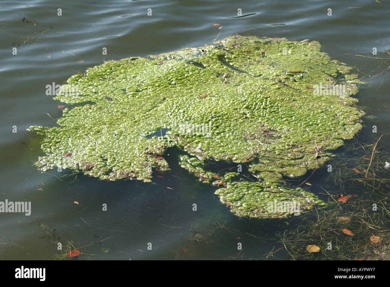 algae in lake Stock Photo - Alamy