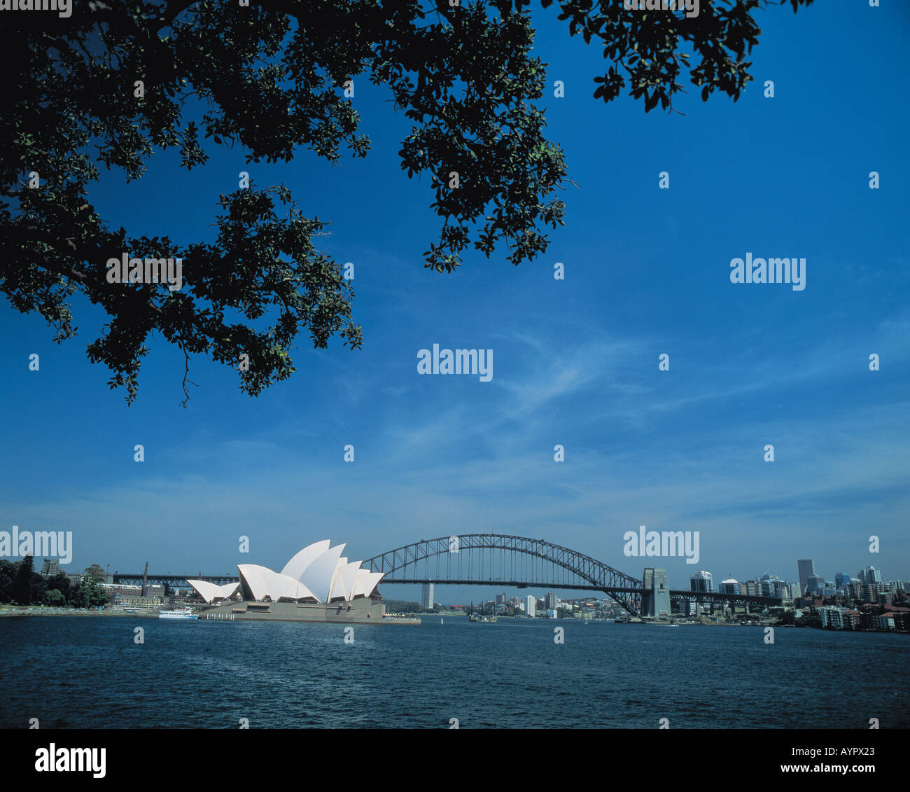 Sydney Opera House with Tree Stock Photo - Alamy