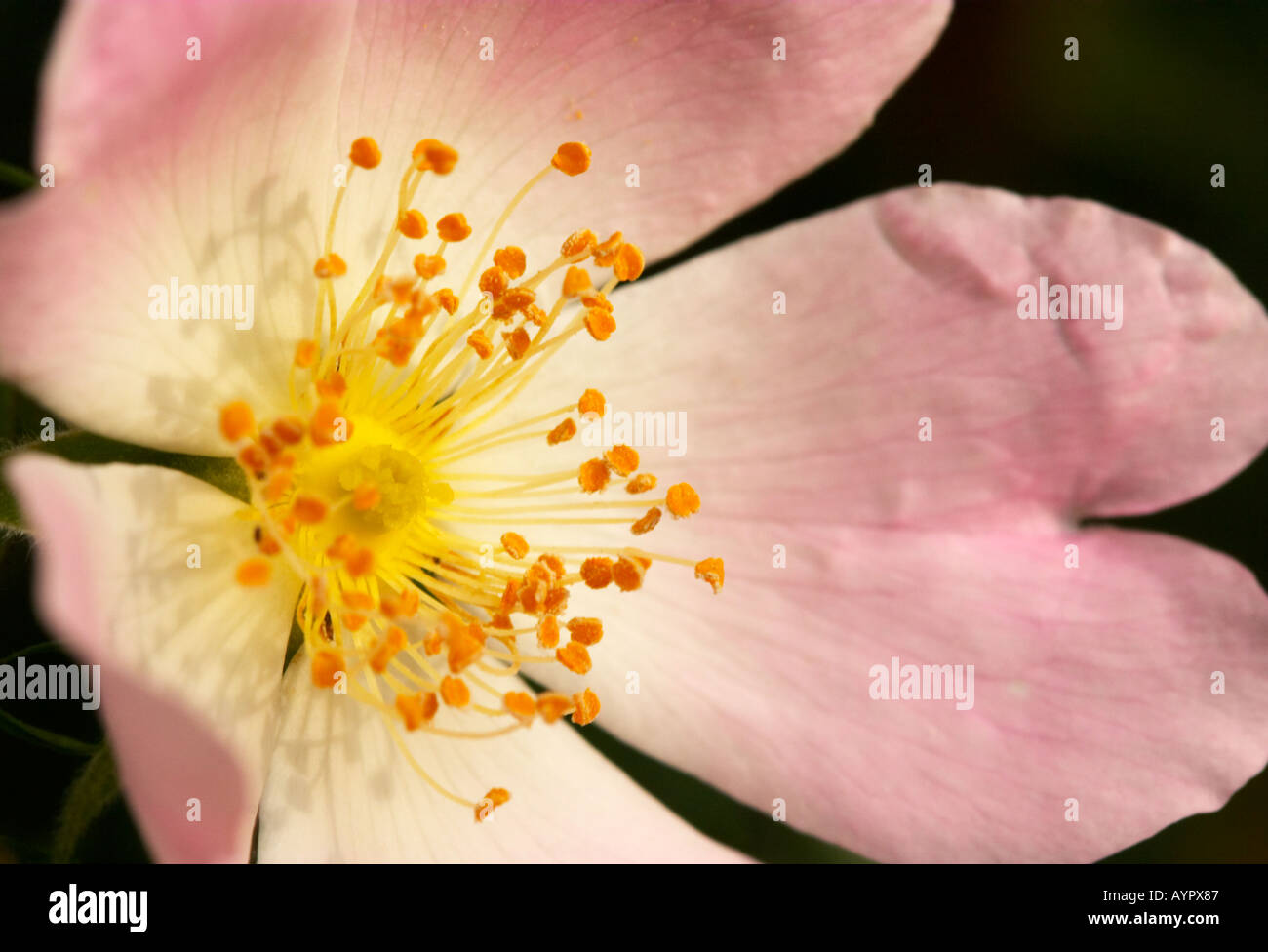 Dog Rose Flower (Rosa canina Stock Photo - Alamy