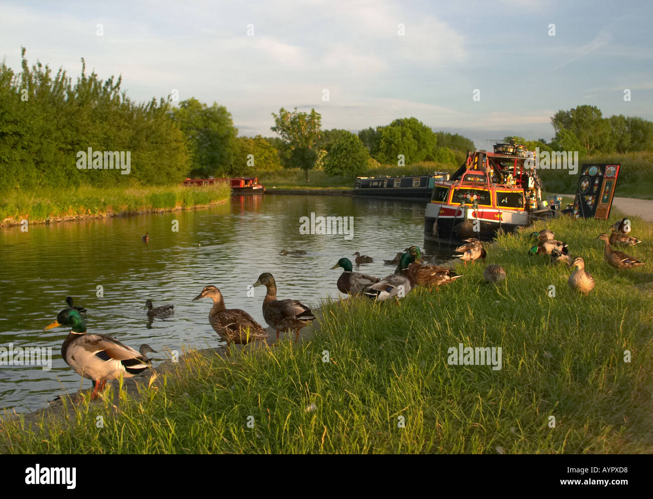 Tring Canal High Resolution Stock Photography and Images - Alamy