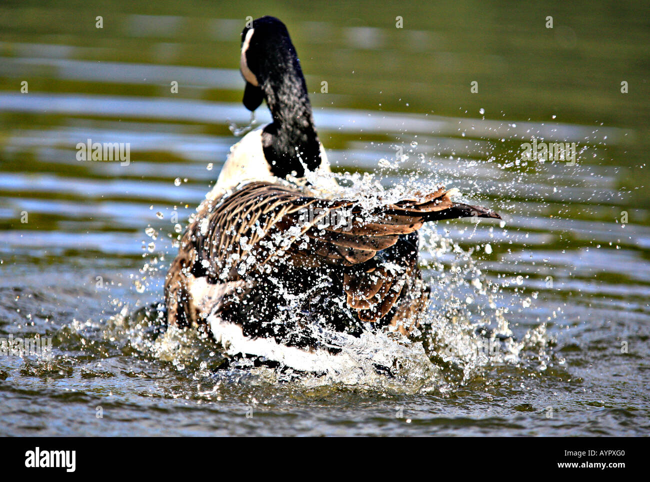 Goose washing hi-res stock photography and images - Alamy