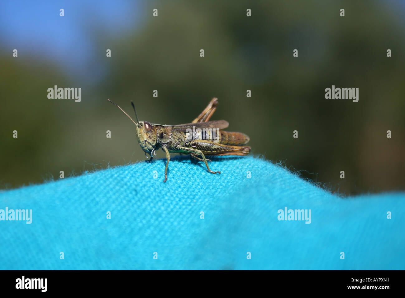 Blue grasshopper hi-res stock photography and images - Alamy