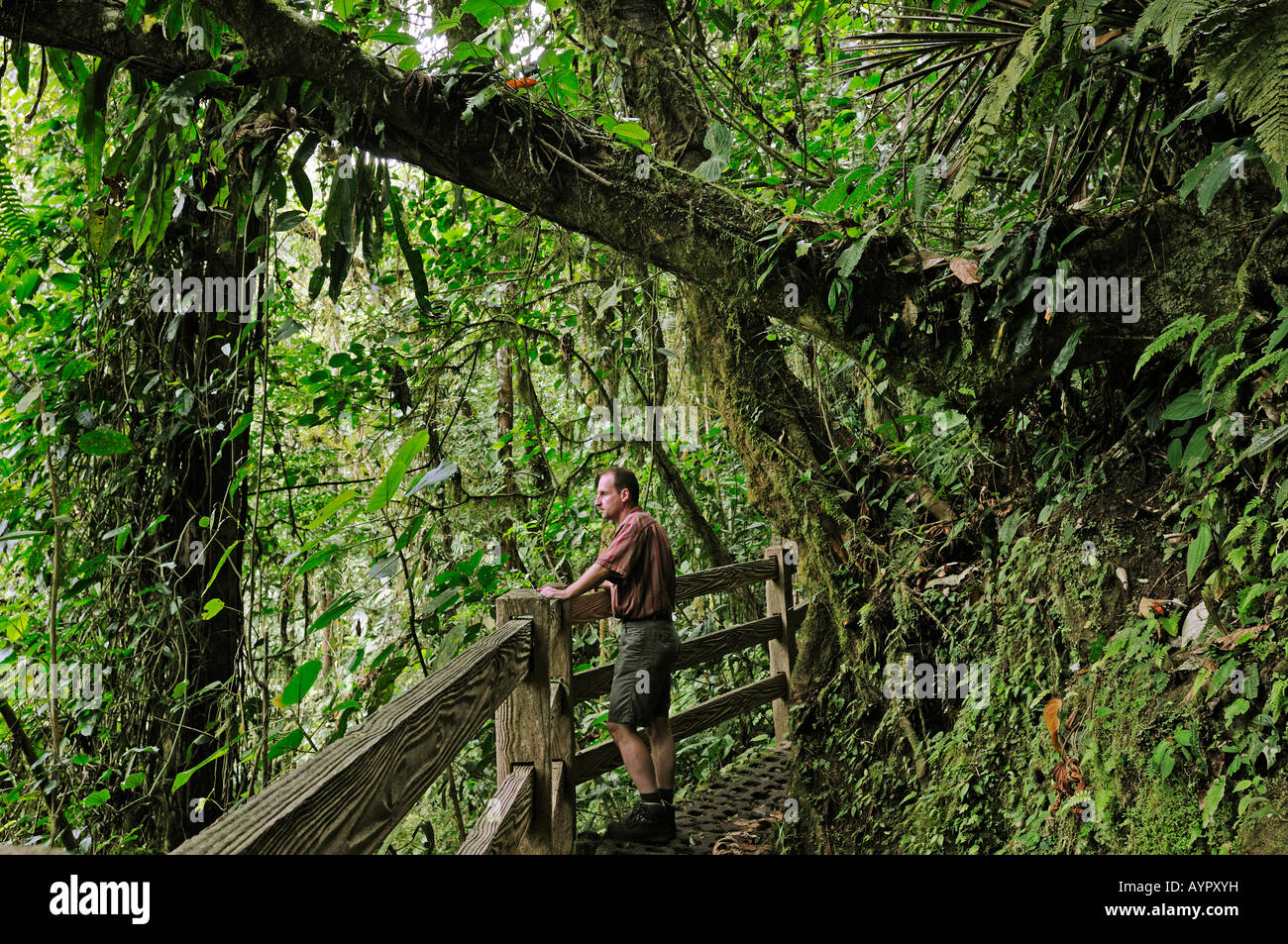 Virgin forest at Lake Arenal, Costa Rica, Central America Stock Photo ...