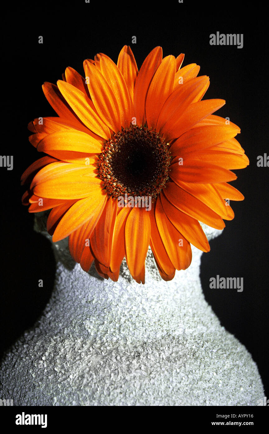 SUB74646 Orange color one single flower round circular sunflower in a ...