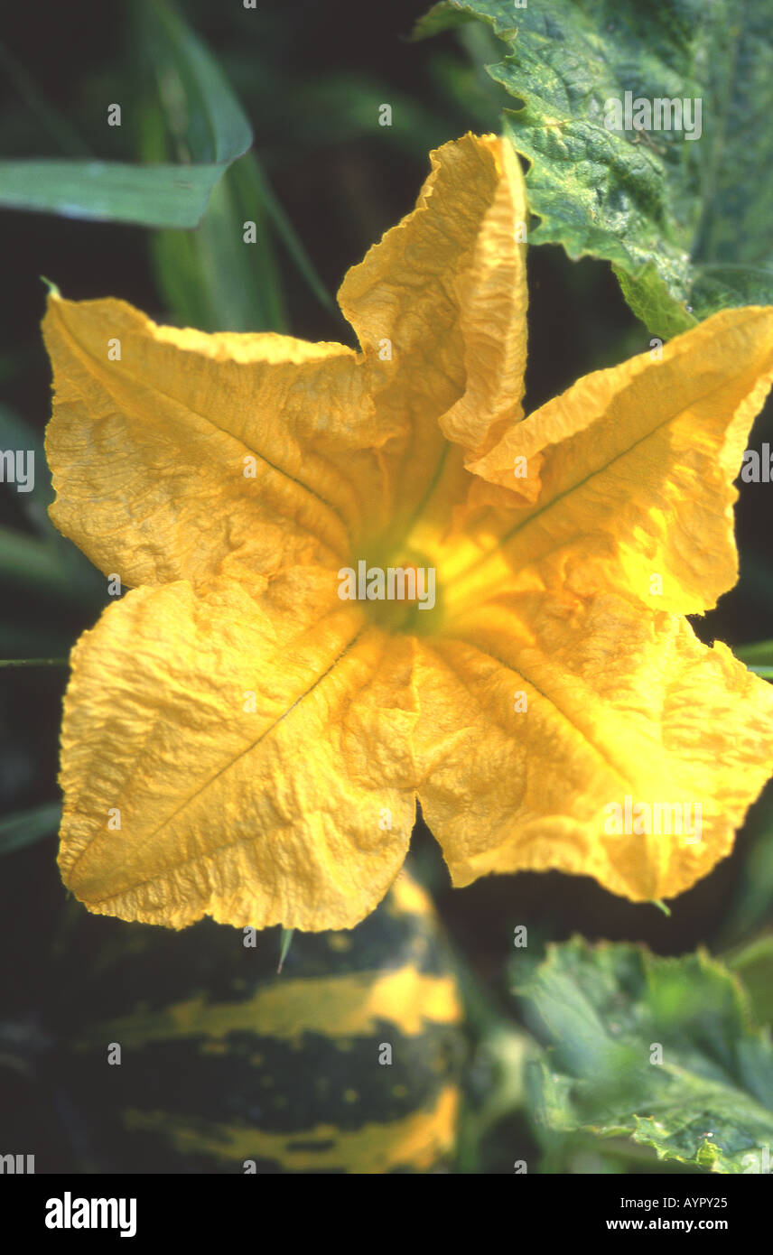 flower of gourd Stock Photo - Alamy