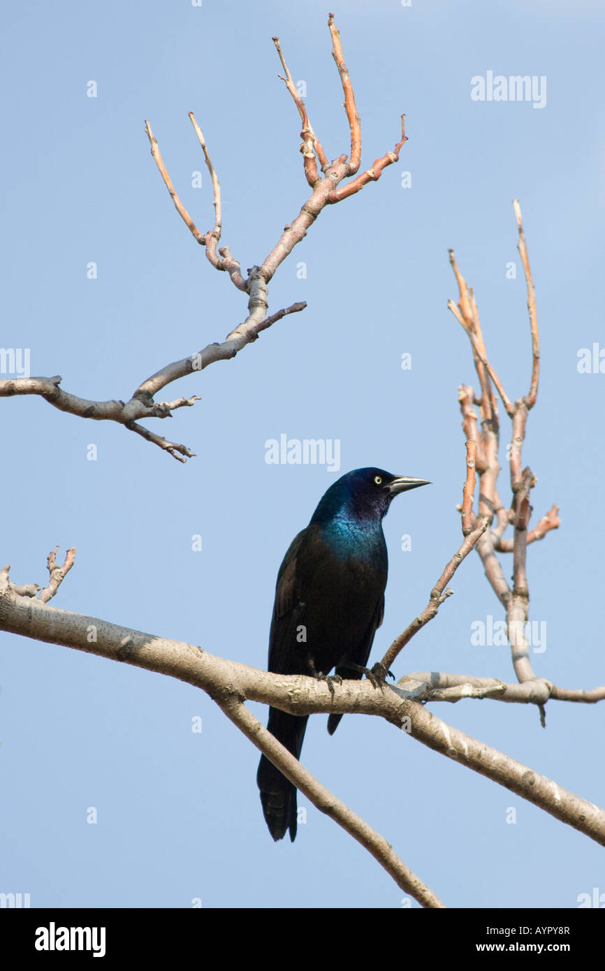 Tree hi res hi-res stock photography and images - Alamy