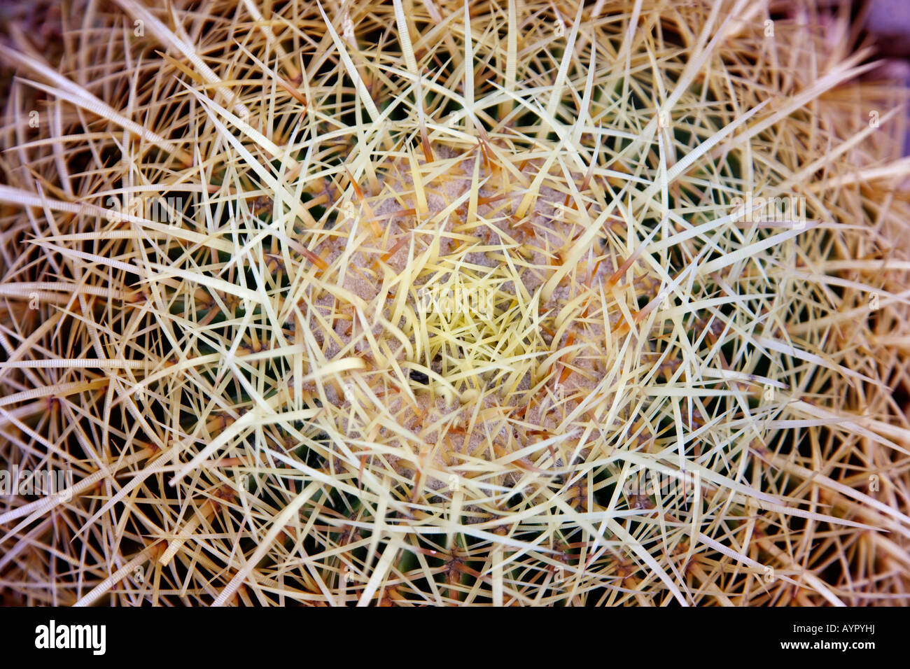 Planta cactus hi-res stock photography and images - Alamy