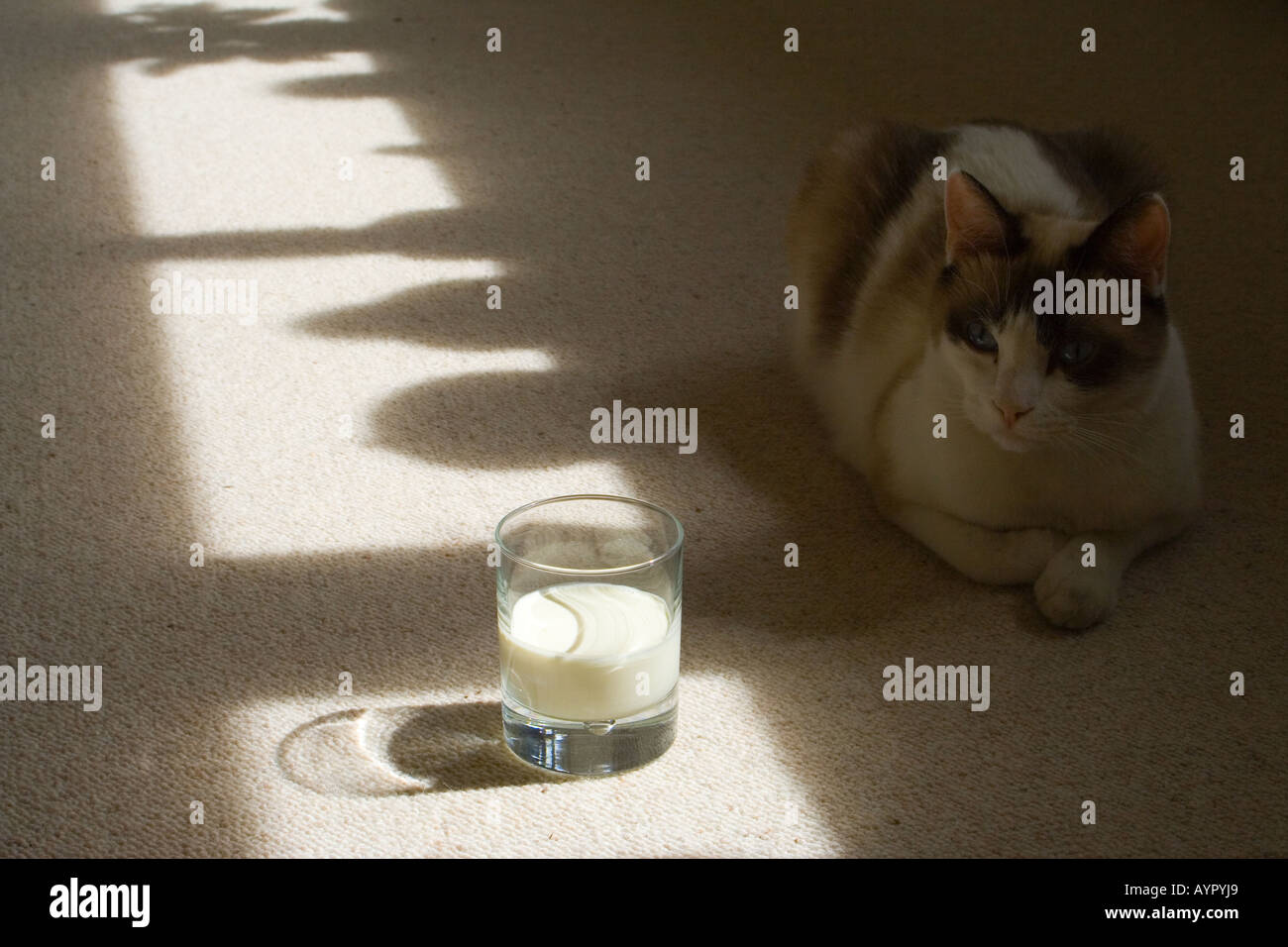 Cat and glass of milk Stock Photo - Alamy
