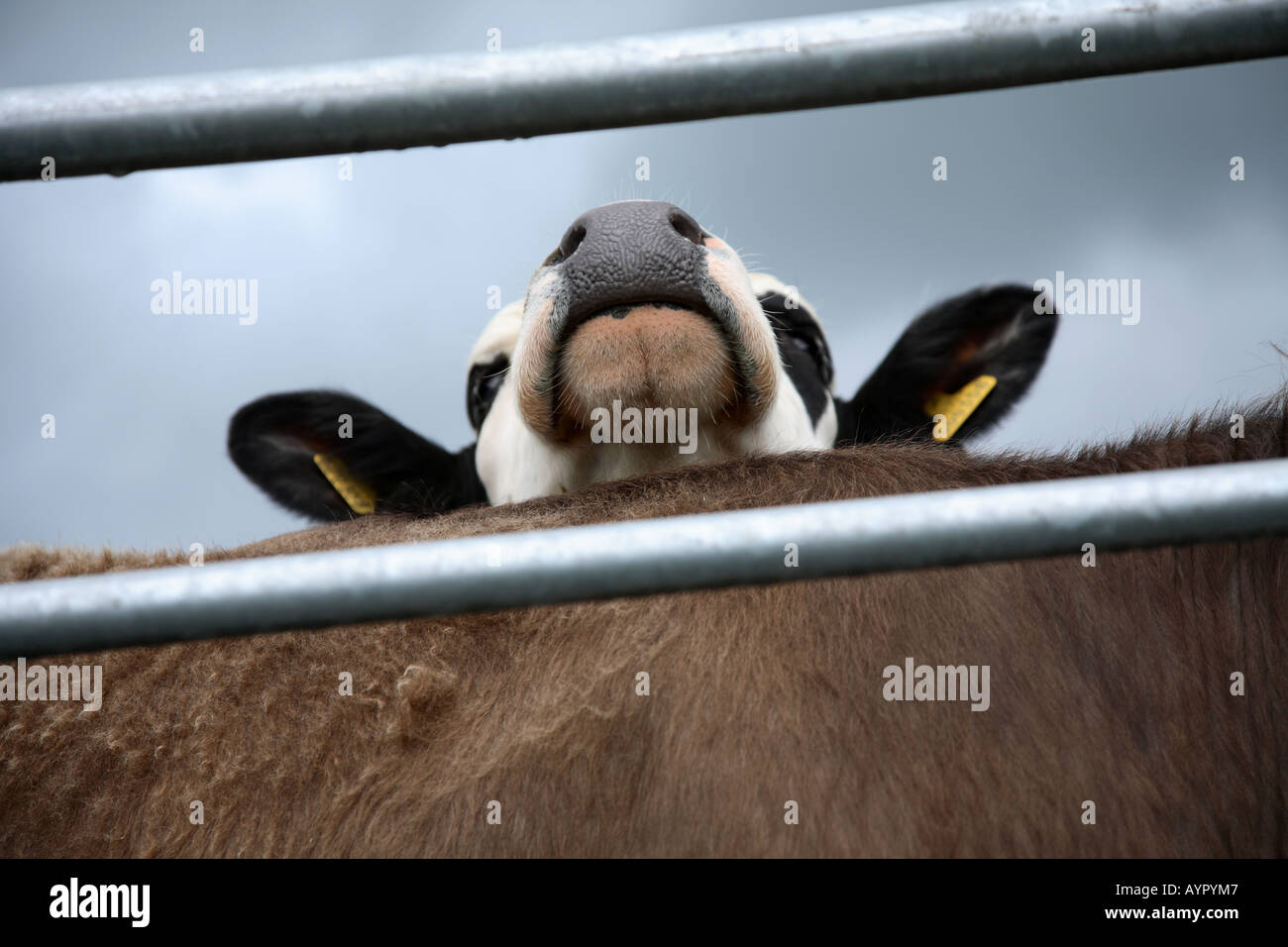 Cows ears hi-res stock photography and images - Alamy