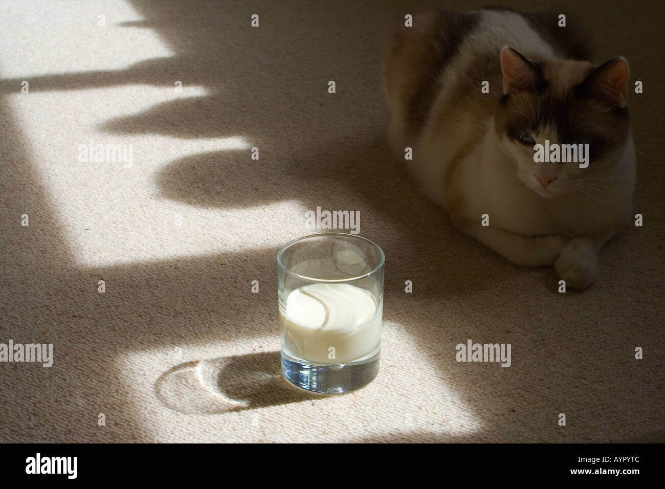 Cat and glass of milk Stock Photo - Alamy