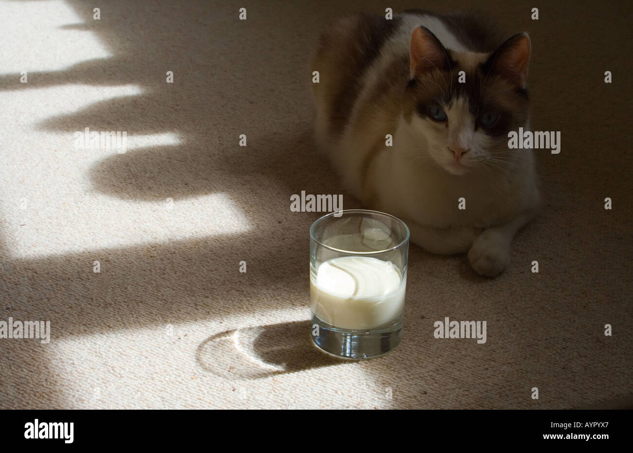 Cat and glass of milk Stock Photo - Alamy
