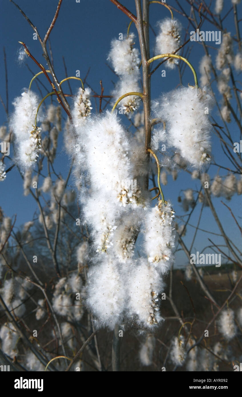 Willow tree falling seeds Altai Siberia Russia Stock Photo - Alamy