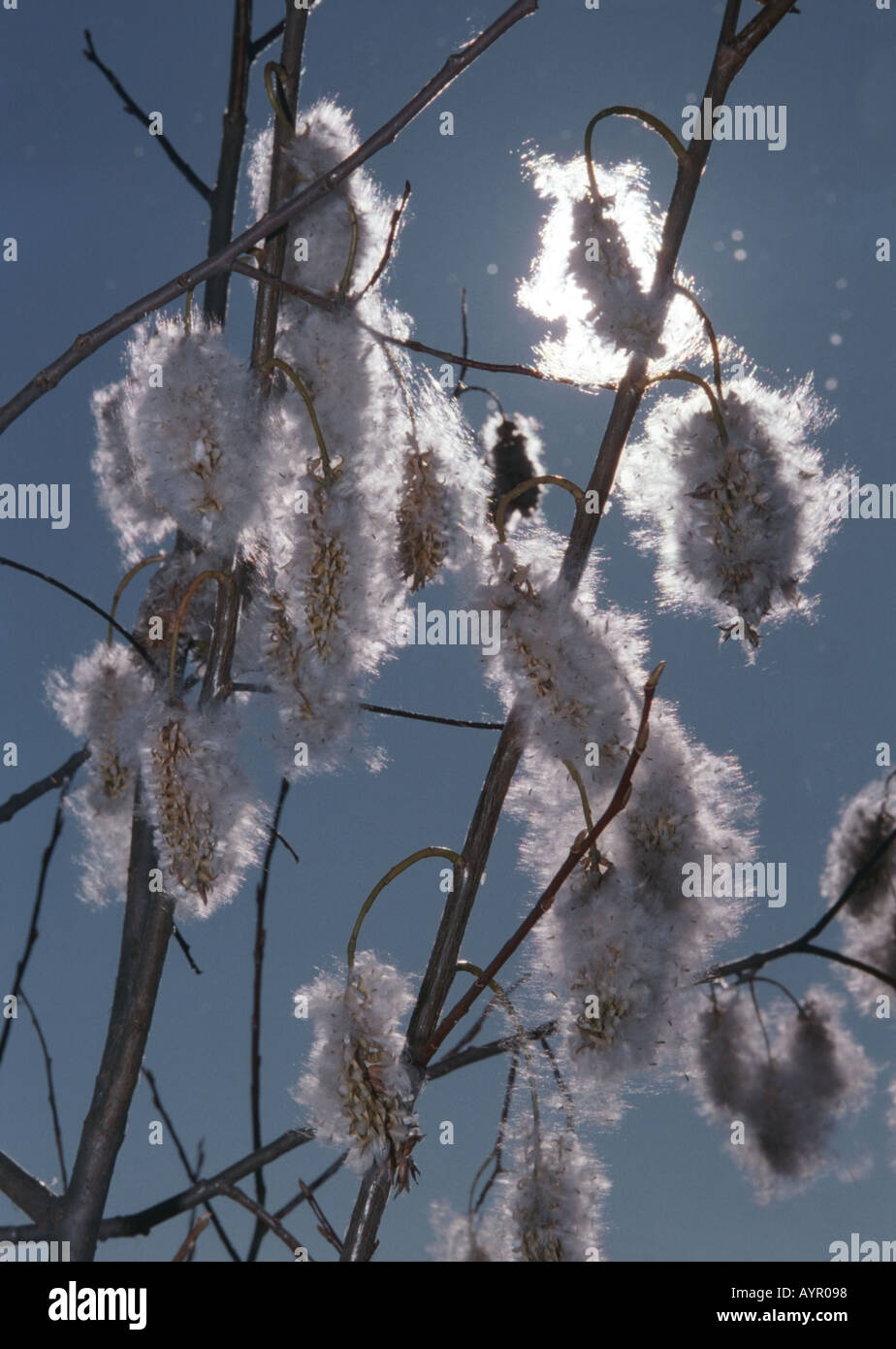 Willow tree falling seeds Altai Siberia Russia Stock Photo - Alamy