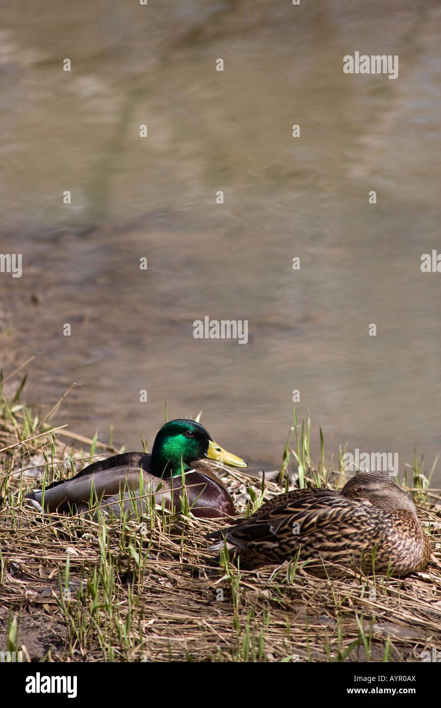 A female and a male Mallard ducks Spring public park overhead from ...