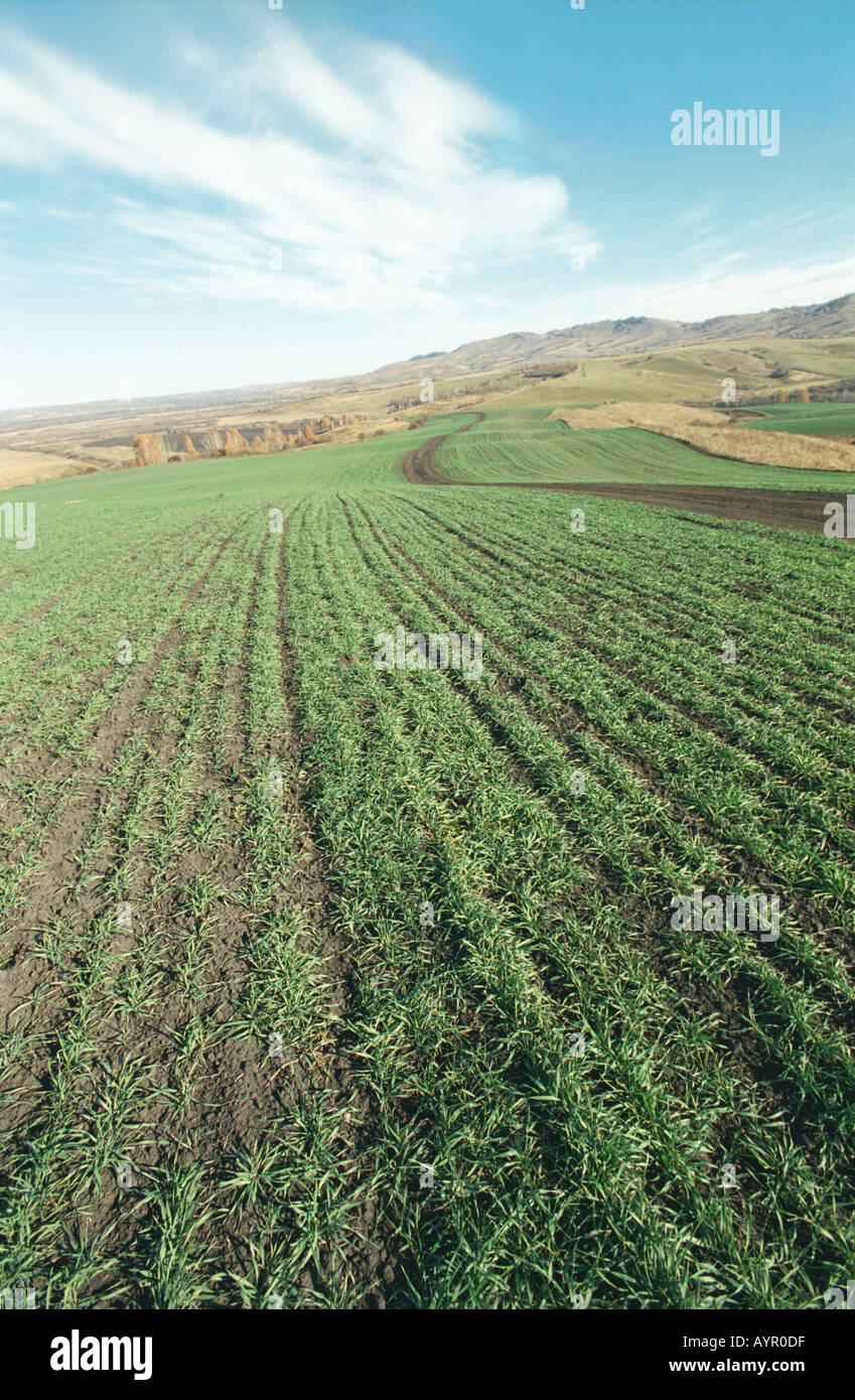 Winter crops Altai Siberia Russia Stock Photo - Alamy