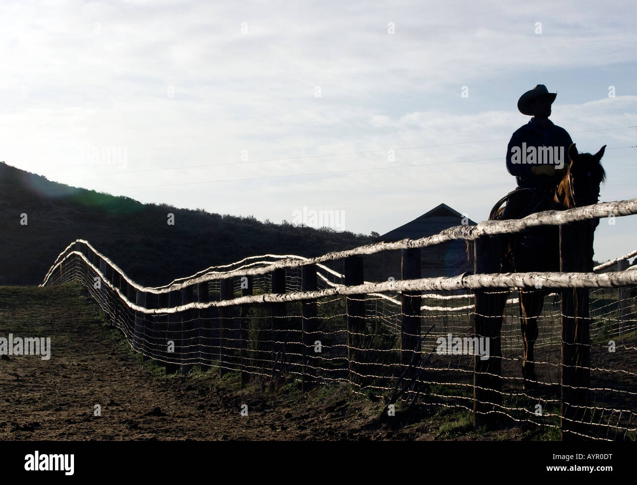 A working cowboy rides his quarter horse and kicks up dust as he rides ...