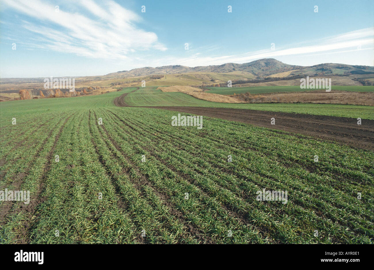 Winter crops Altai Siberia Russia Stock Photo - Alamy