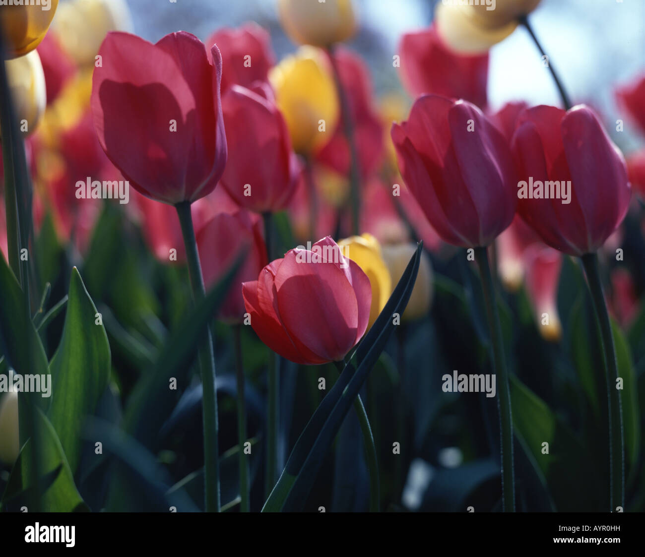 Closeup springtime hi-res stock photography and images - Alamy