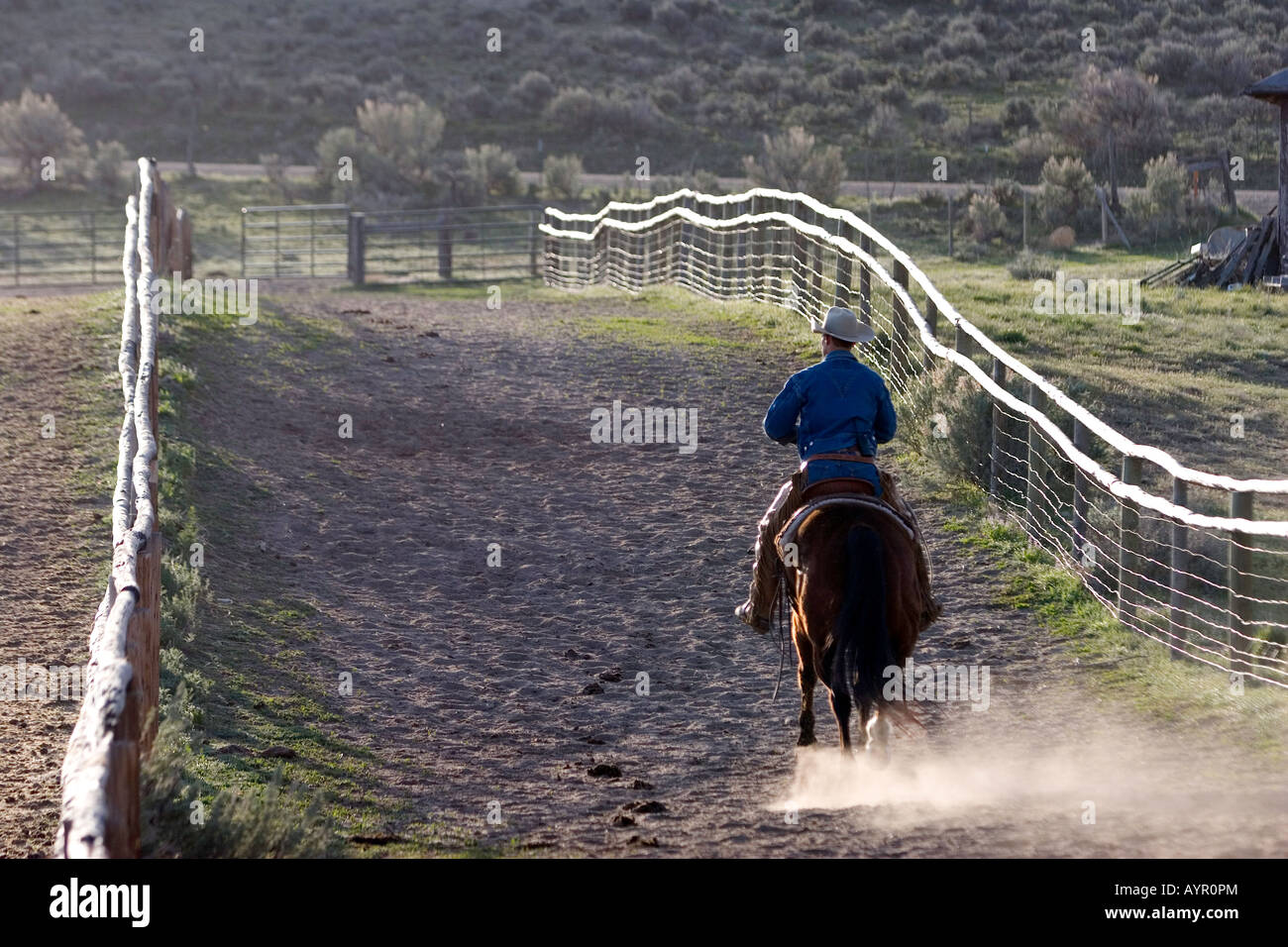 A working cowboy rides his quarter horse and kicks up dust as he rides ...