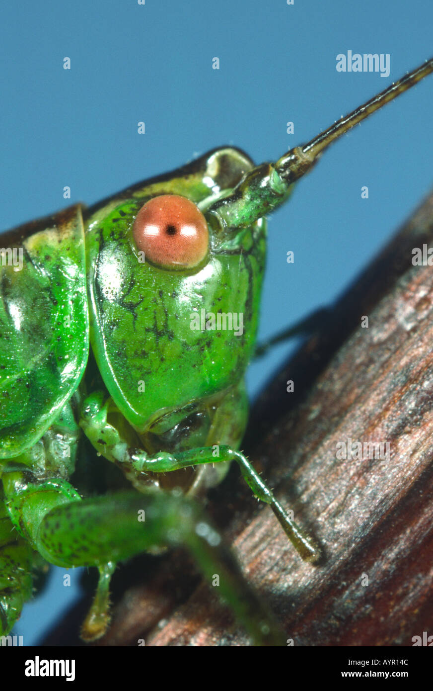 Bright green cricket hi-res stock photography and images - Alamy