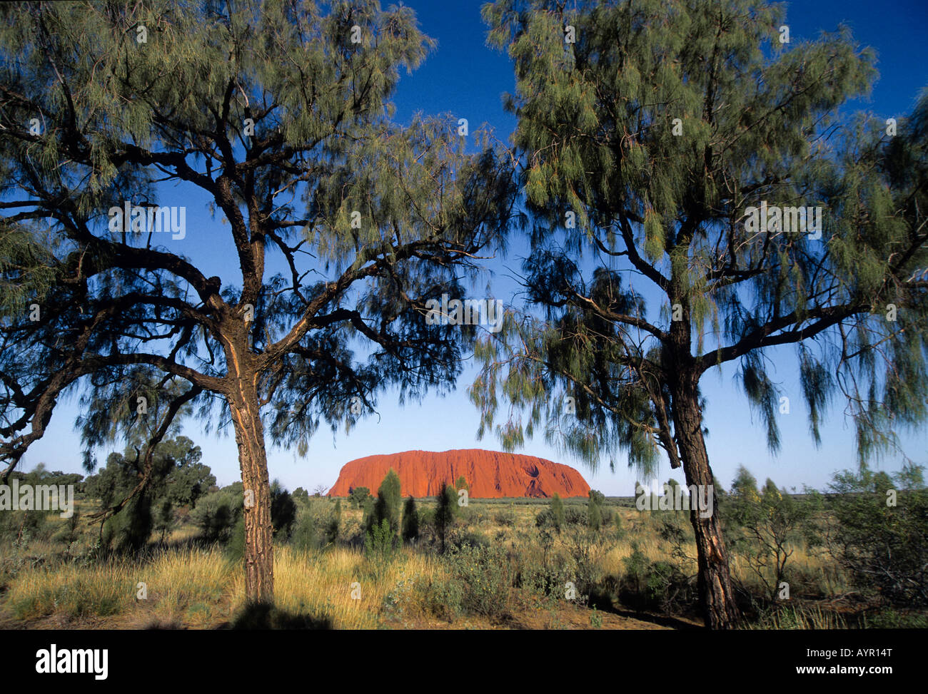Ayers Rock or Uluru between two trees, Northern Territory, Australia ...