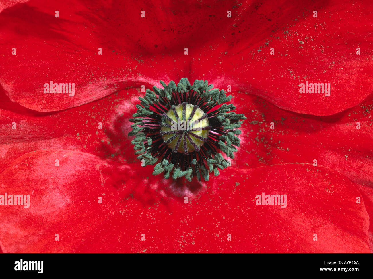 Interior of Poppy Flower Stock Photo - Alamy