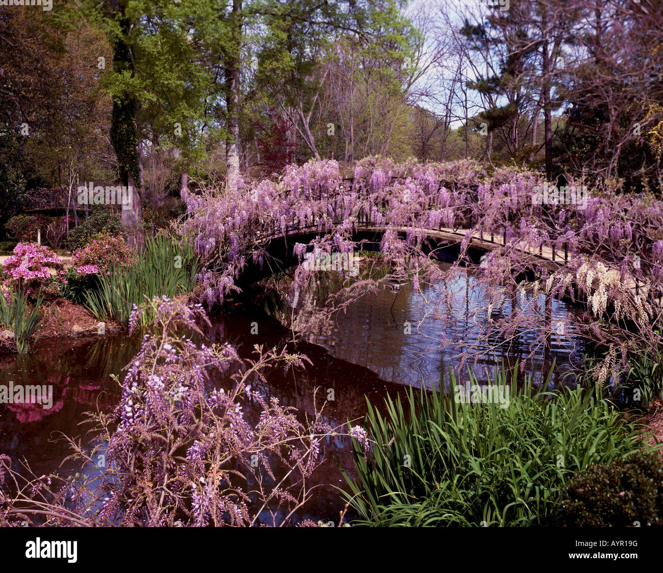 Wysteria Growing over Bridge in Garden Stock Photo - Alamy