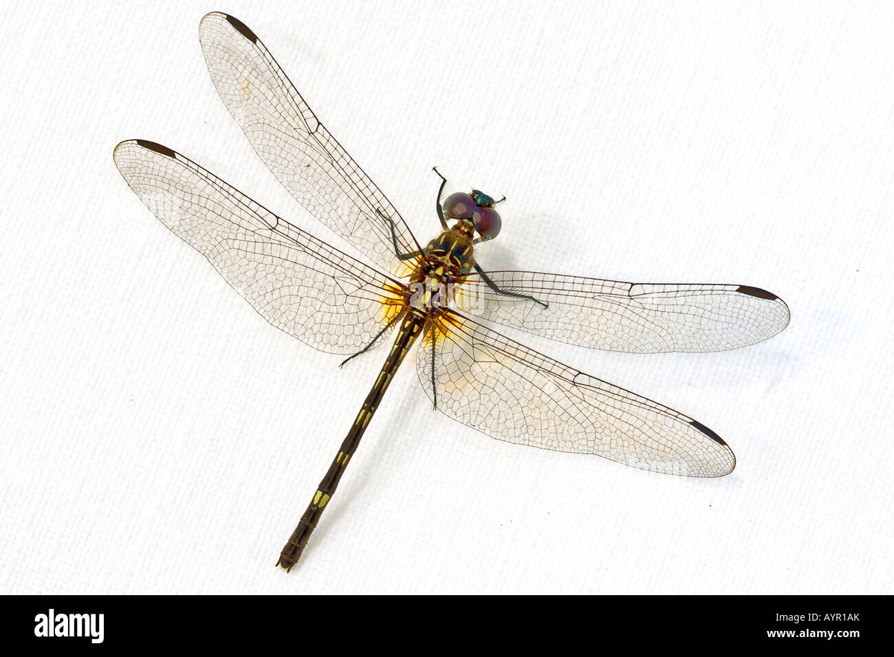 flyer libelula dragonfly Stock Photo - Alamy