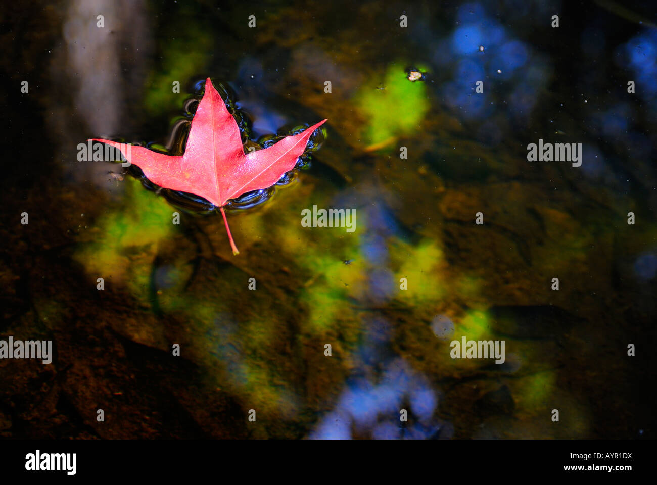 Floating red maple leaf on still water Stock Photo - Alamy