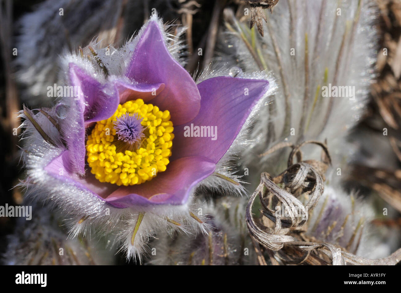 Pulsatilla halleri hi-res stock photography and images - Alamy