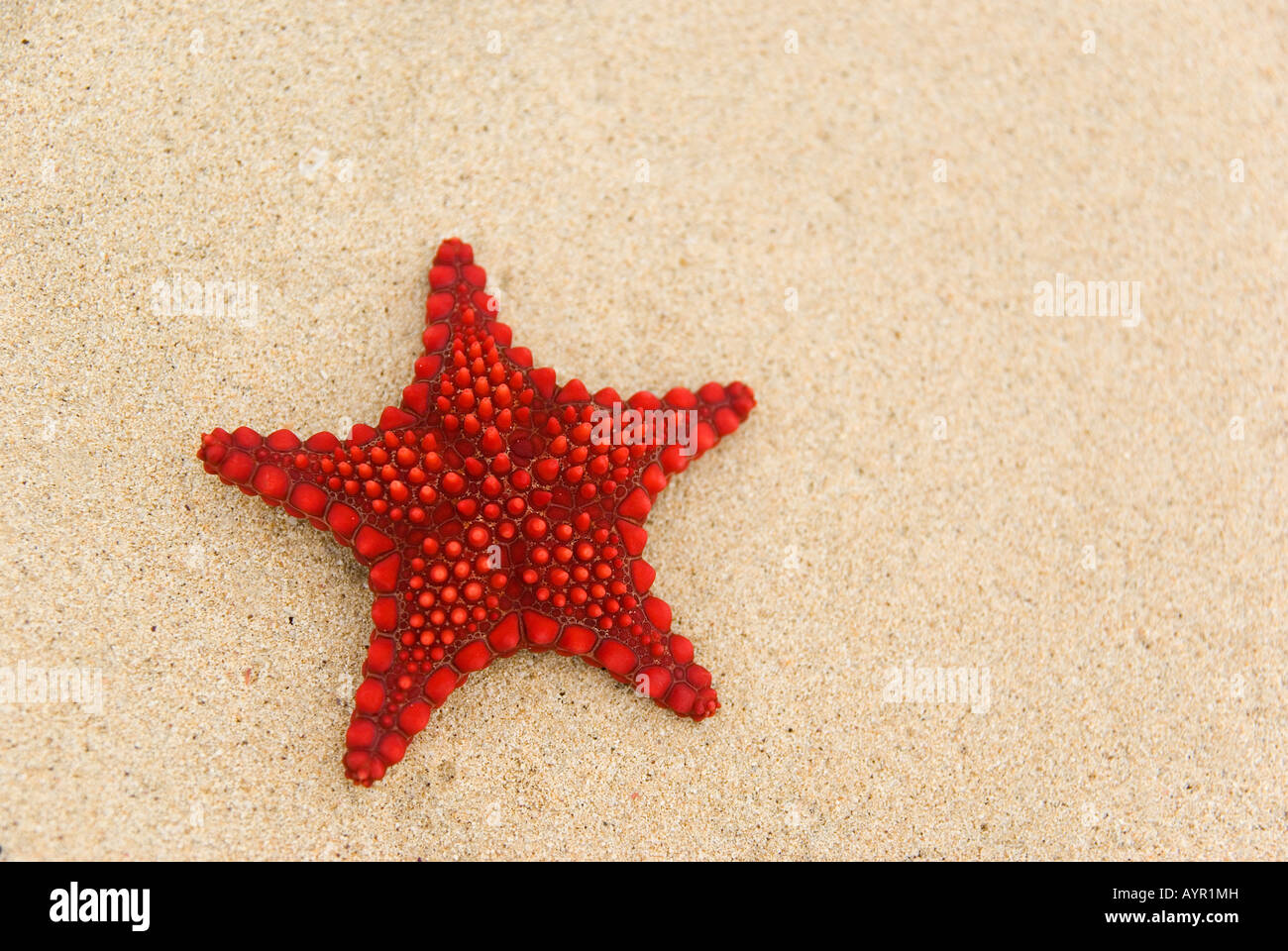 Card starfish hi-res stock photography and images - Alamy