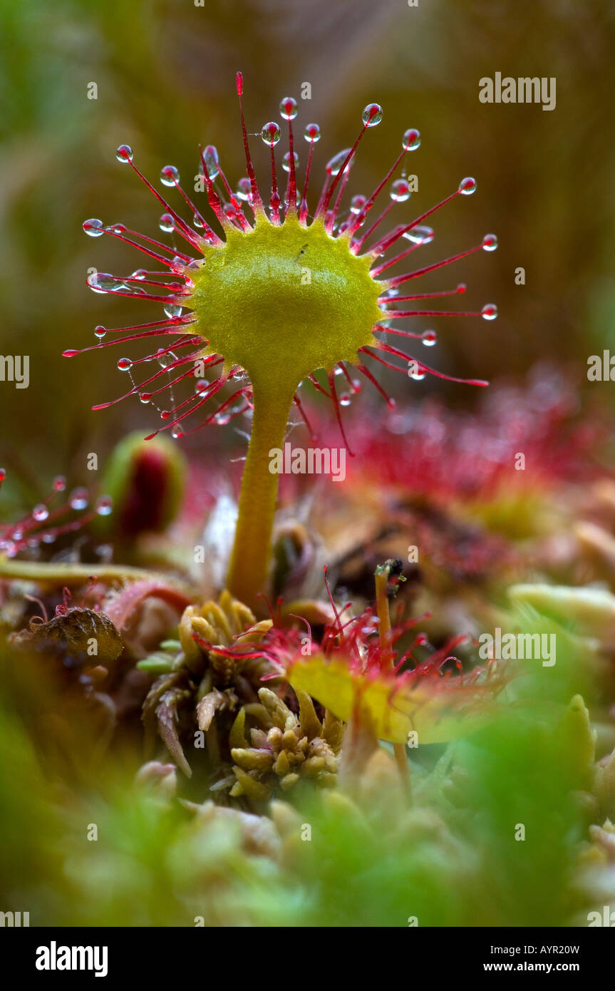 Sonnentau rotundifolia hi-res stock photography and images - Alamy