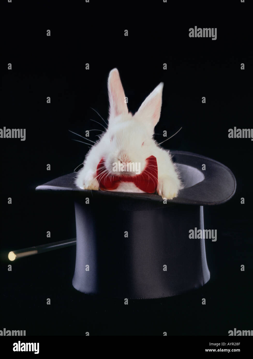 White rabbit with red bow tie looking out of magicians black top hat ...
