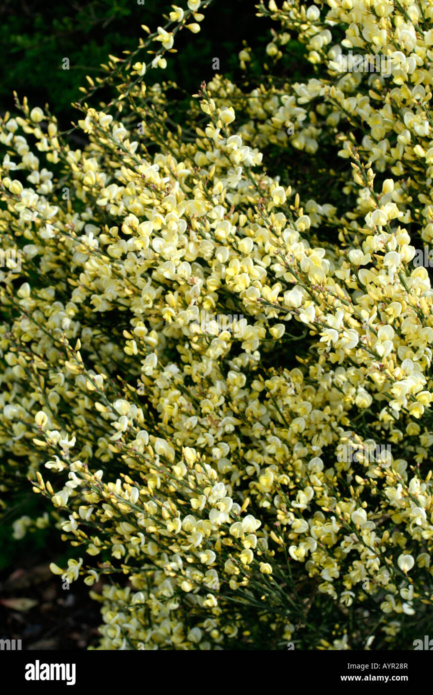 Cytisus x praecox hi-res stock photography and images - Alamy