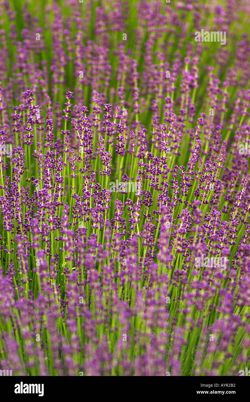 Violet field of lavender Lavendula spica Lavender angutifolia Stock Photo - Alamy