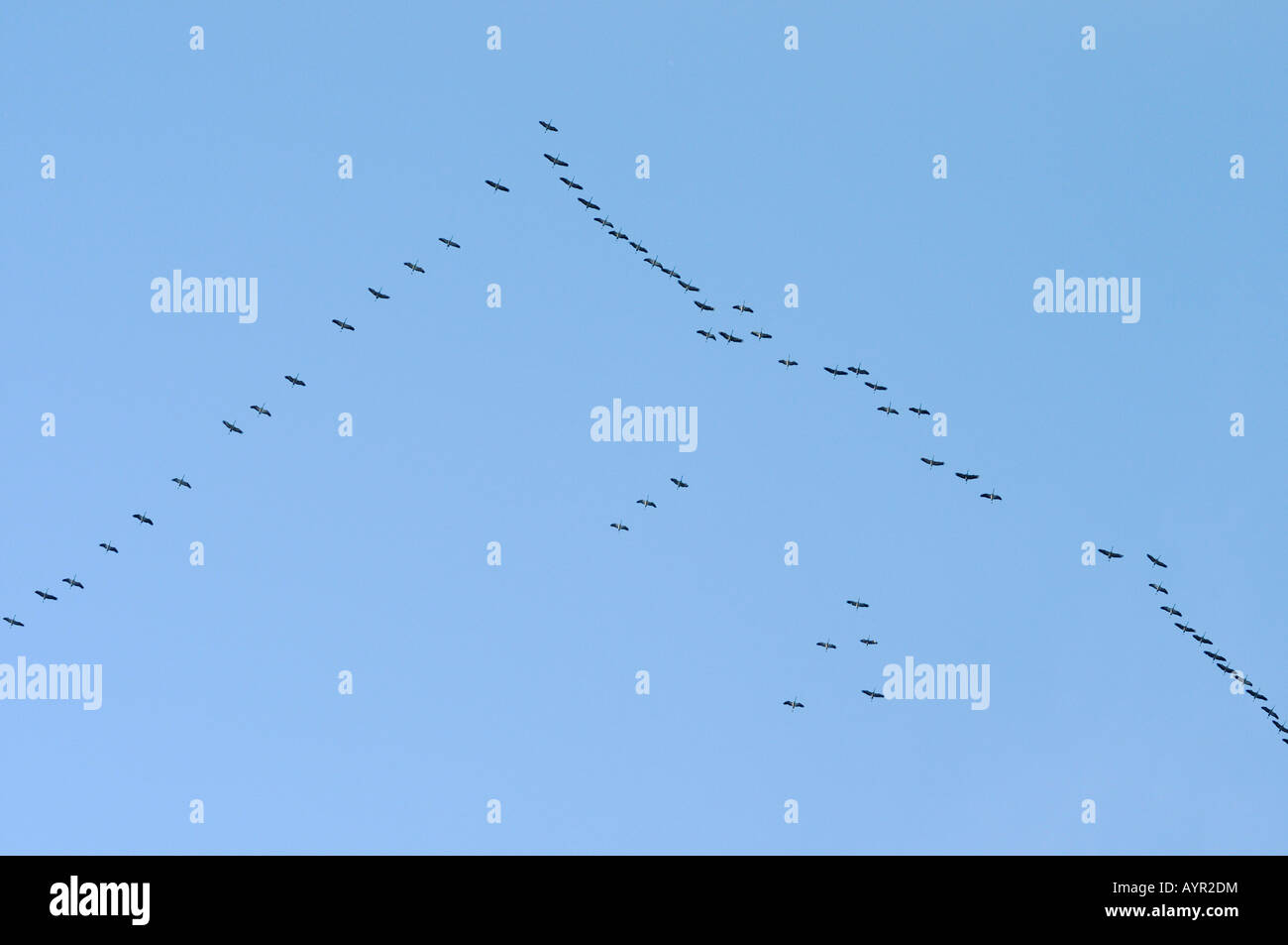 V shaped flock of birds hi-res stock photography and images - Alamy