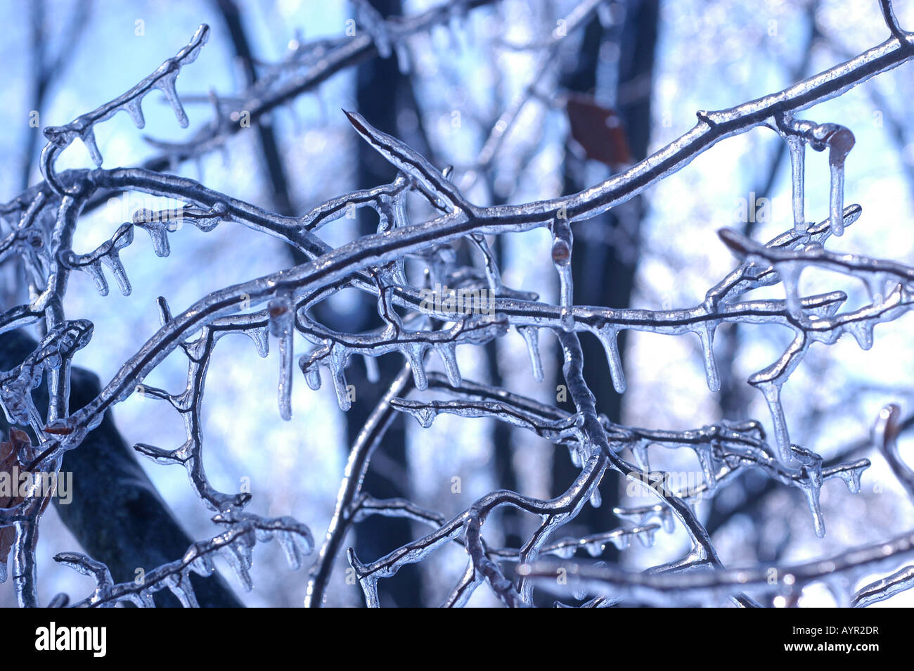 The Ice Storm Stock Photos & The Ice Storm Stock Images - Alamy