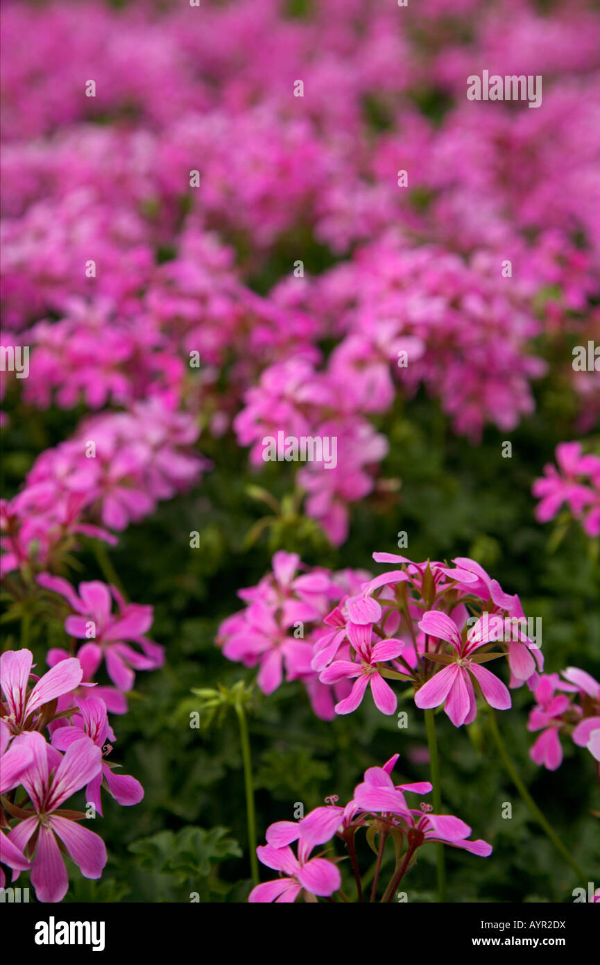 Pink blooming geraniums Stock Photo - Alamy