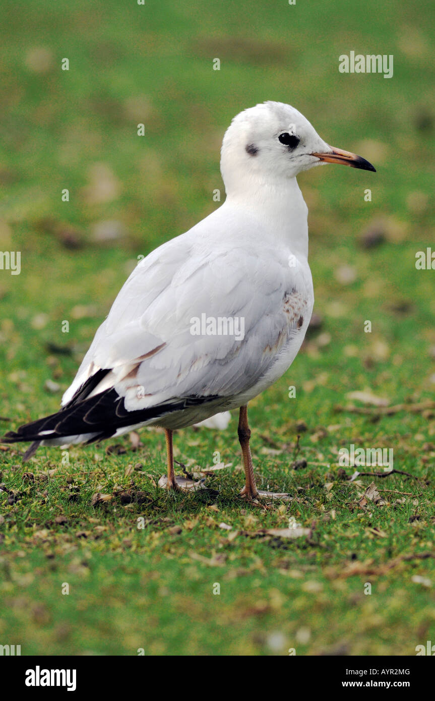Black-headed Gull (Larus ridibundus Stock Photo - Alamy